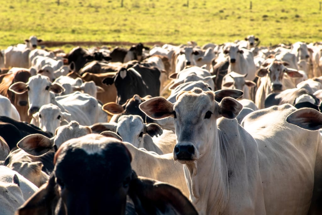 Conheça 6 dicas para negociar o preço do gado - MF Magazine