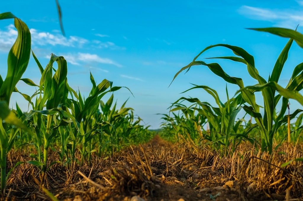 Plantio direto: conheça as vantagens dessa prática - MF Magazine