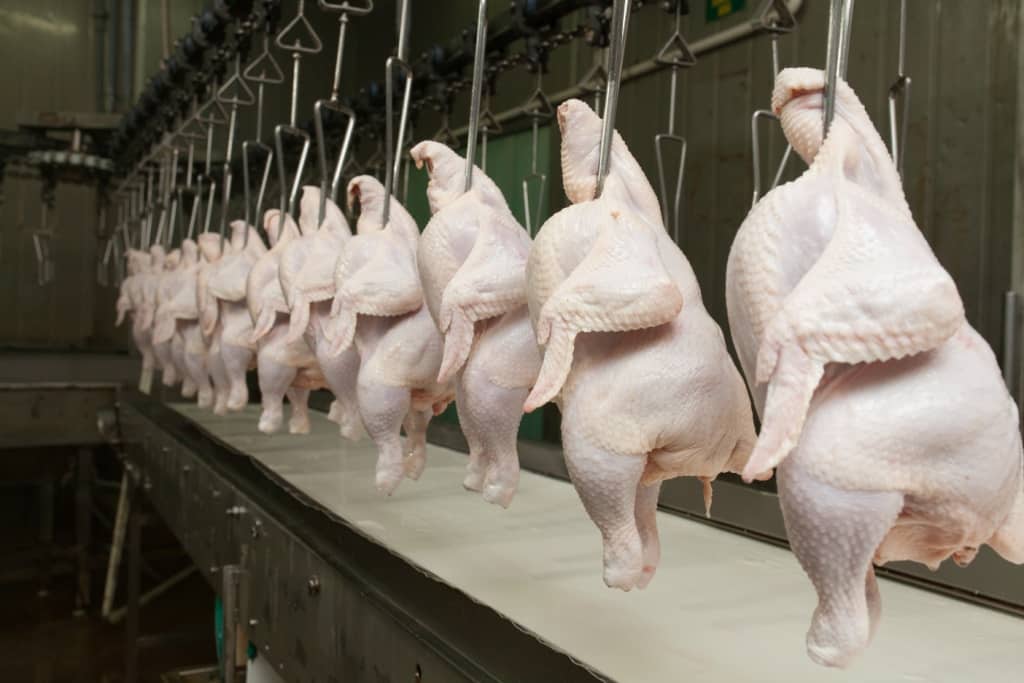 Pela primeira vez, carne de frango lidera consumo mundial - MF Magazine