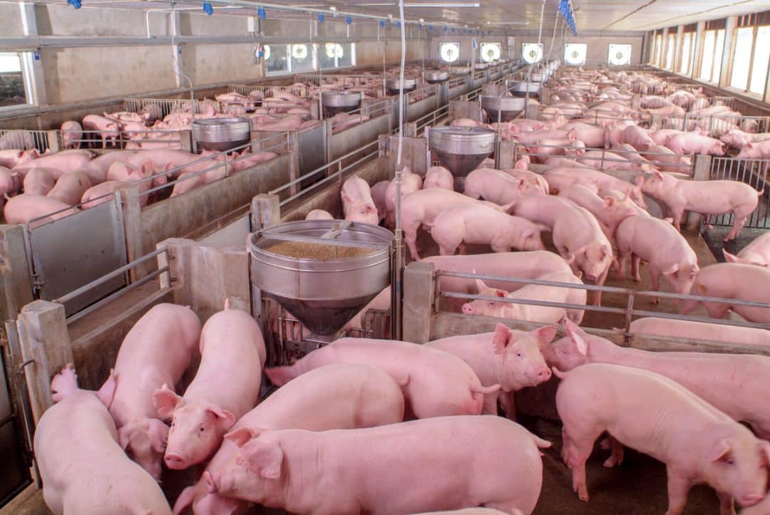 Melhores práticas de produção suína que você precisa conhecer - MF Magazine