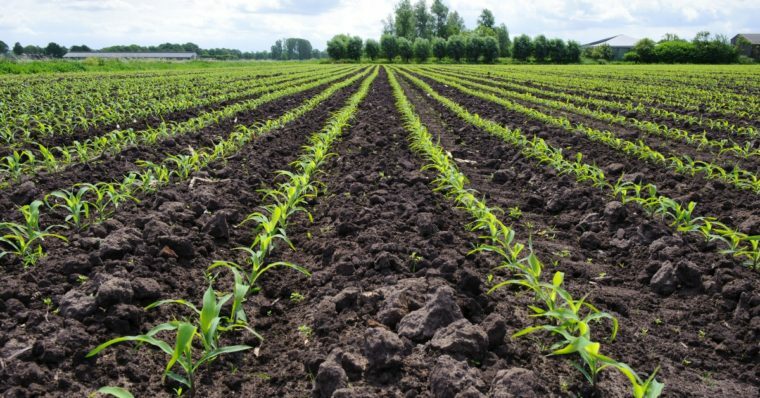 Plantio de milho: dicas para iniciar a produção - MF Magazine