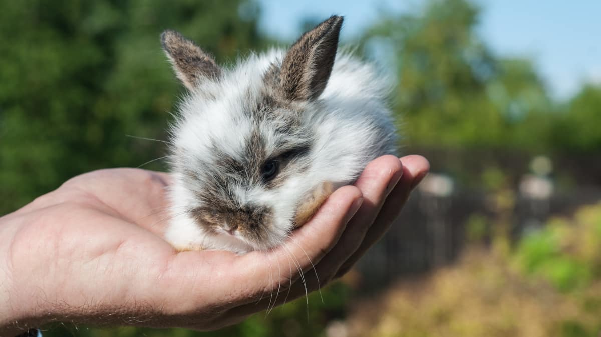 Criação de mini coelhos em casa. Confira! - MF Magazine