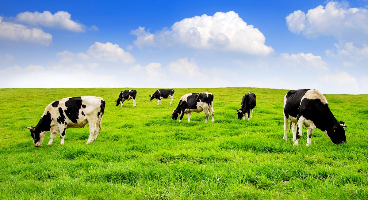Pastejo rotacionado: vantagens e como funciona - MF Magazine