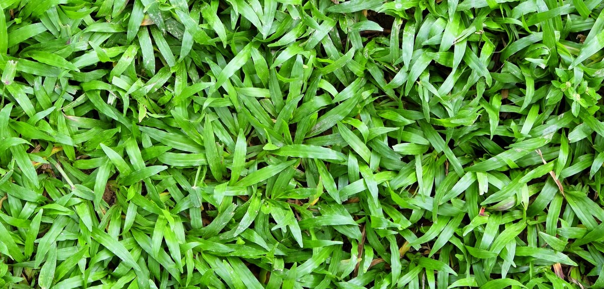 Conhe a 7 Tipos De Gramas Para O Seu Jardim MF Magazine Conhe a 7 Tipos De Gramas Para O Seu Jardim MF Magazine