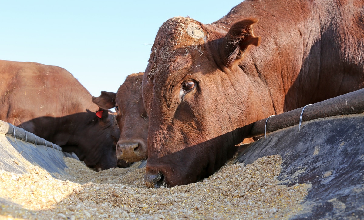 Cocho para confinamento: confira 5 tipos - MF Magazine