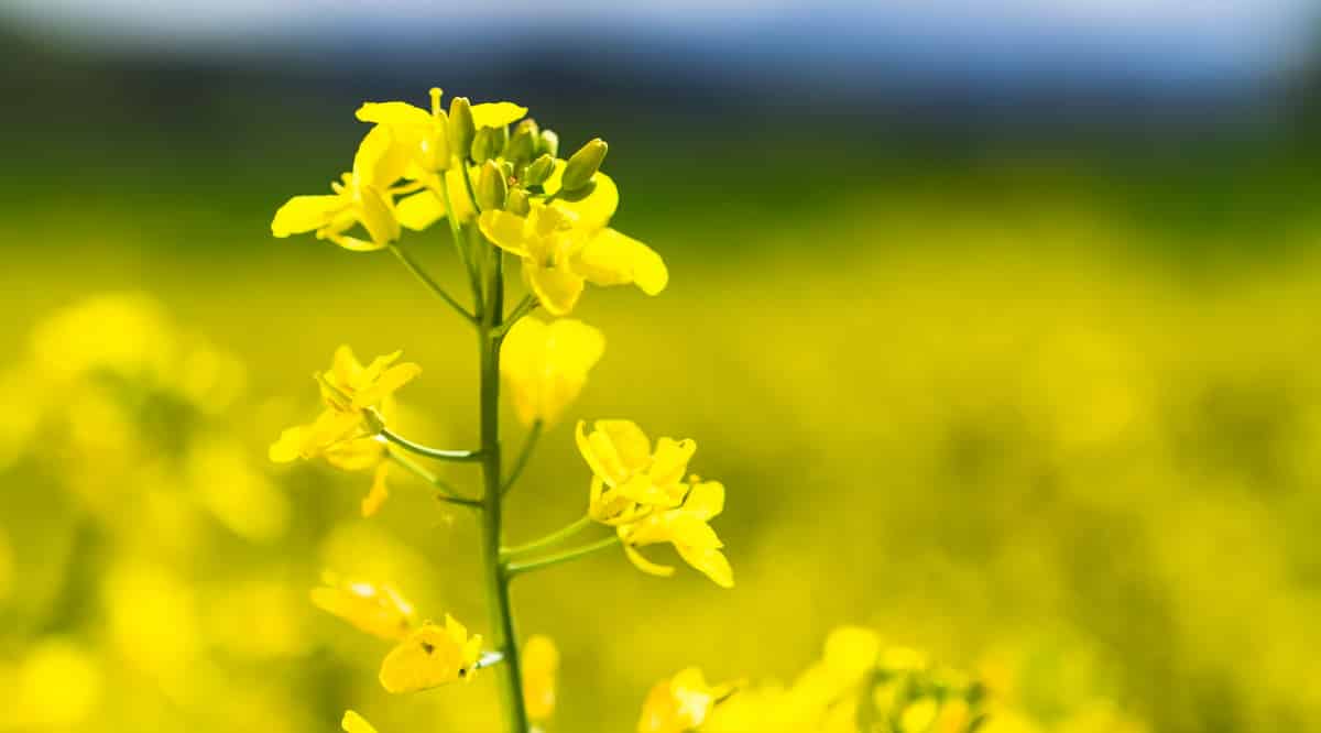 Cultivo de canola aumenta no Brasil - MF Magazine