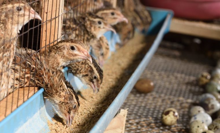 Como criar codornas e ter sucesso na atividade - MF Magazine