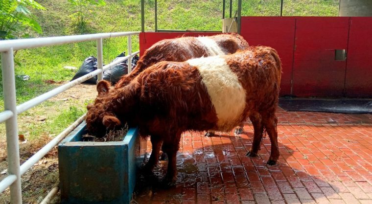 Como criar mini vacas e suas vantagens - MF Magazine