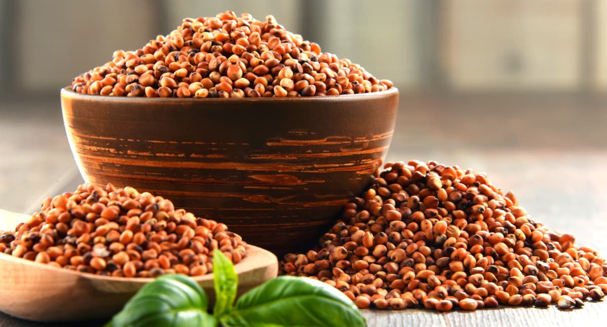 Sorgo: benefícios desse cereal à saúde humana - MF Magazine