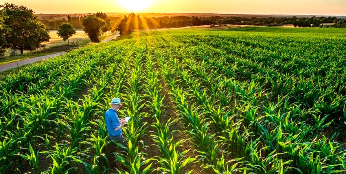 Estratégia para melhores resultados no campo - MF Magazine