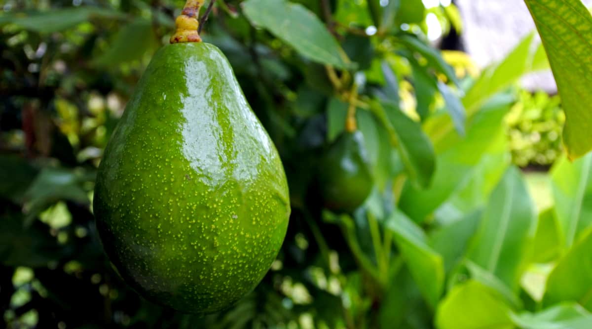 Abacateiro: confira os principais cuidados - MF Magazine