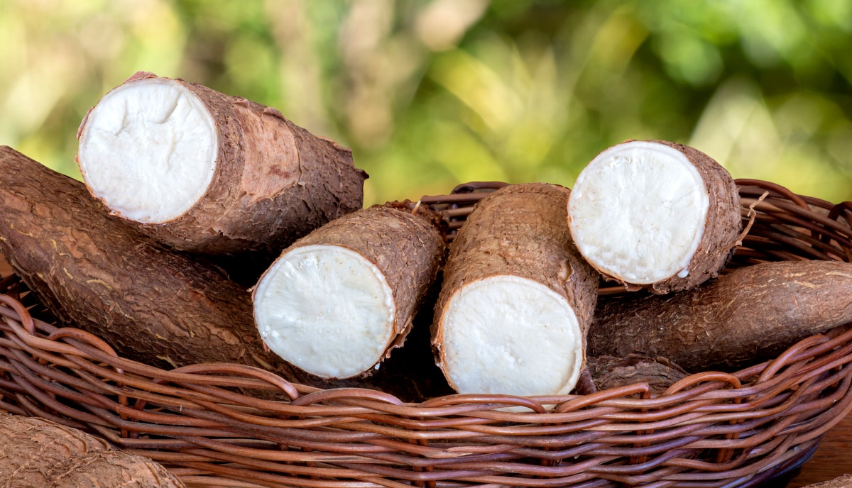 Mandioca: veja o que pode ser feito com essa raiz - MF Magazine