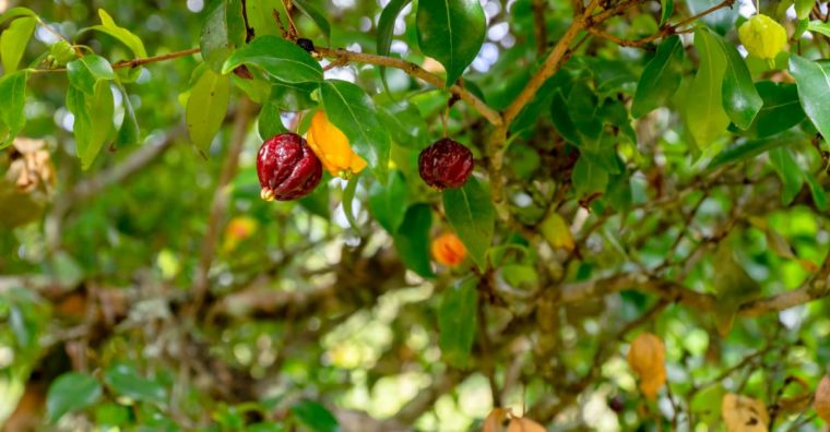 Como plantar e cultivar o pé de pitanga - MF Magazine