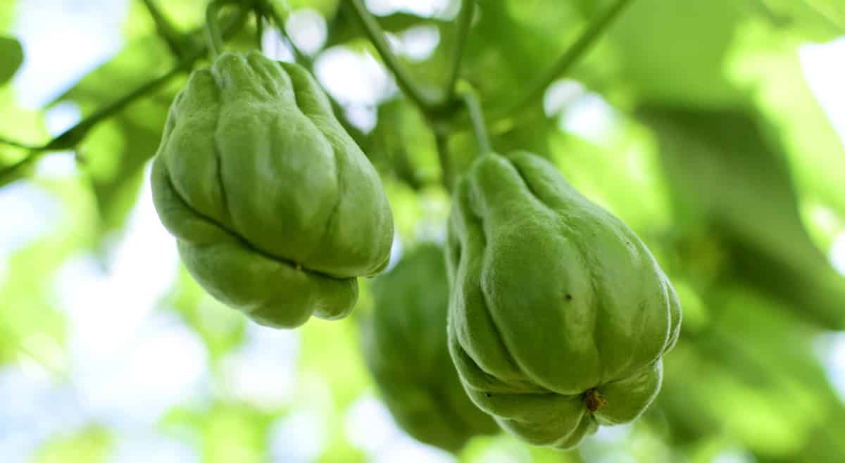 Chuchu: como plantar e seus benefícios à saúde - MF Magazine