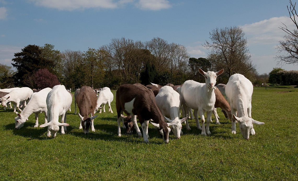 Criação de caprinos: história e perspectivas para o setor - MF Magazine