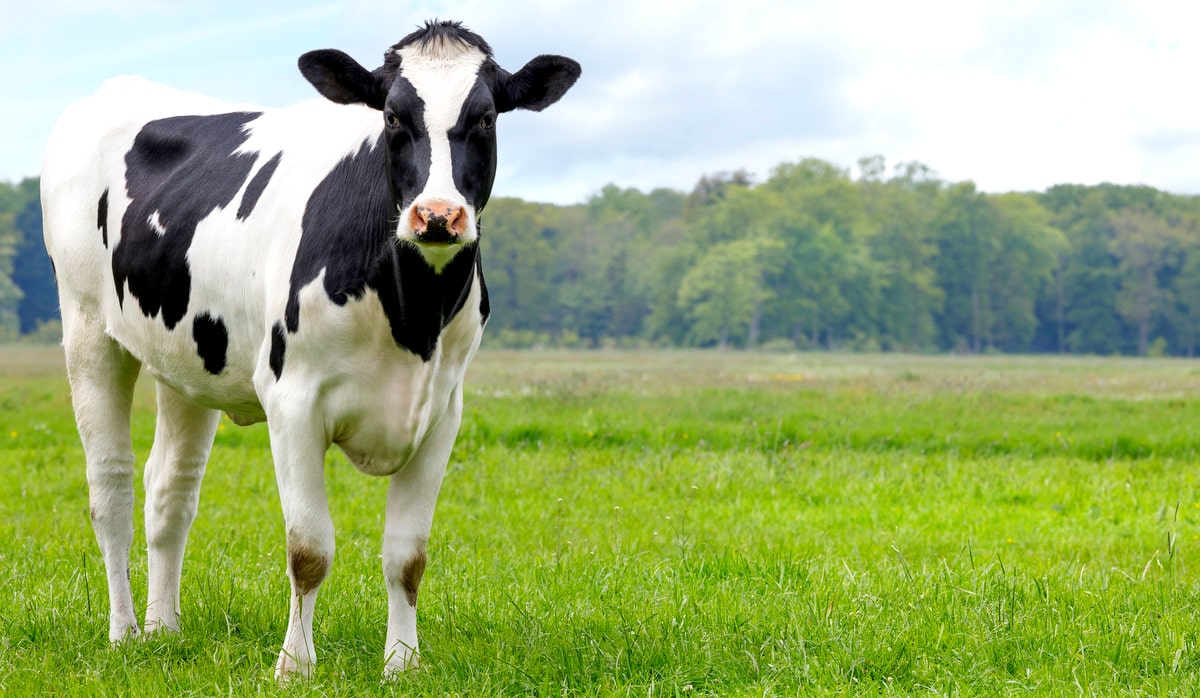 Bezerras: o investimento do futuro - MF Magazine