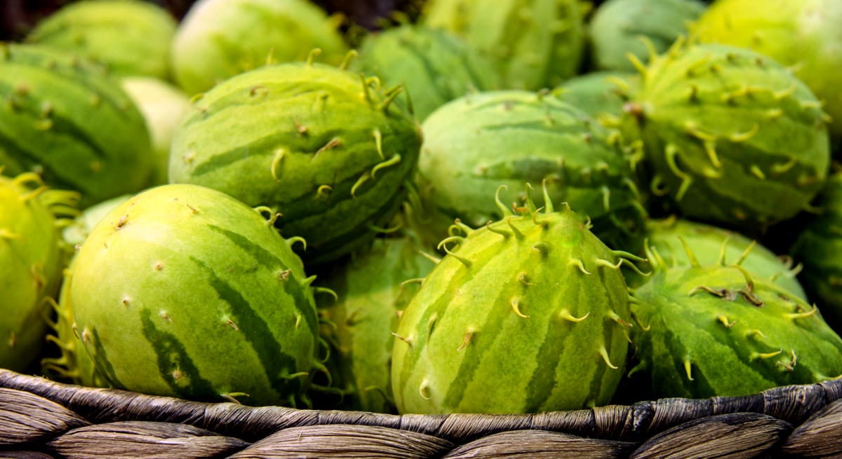 Maxixe: descubra seus benefícios e como plantar em casa - MF Magazine