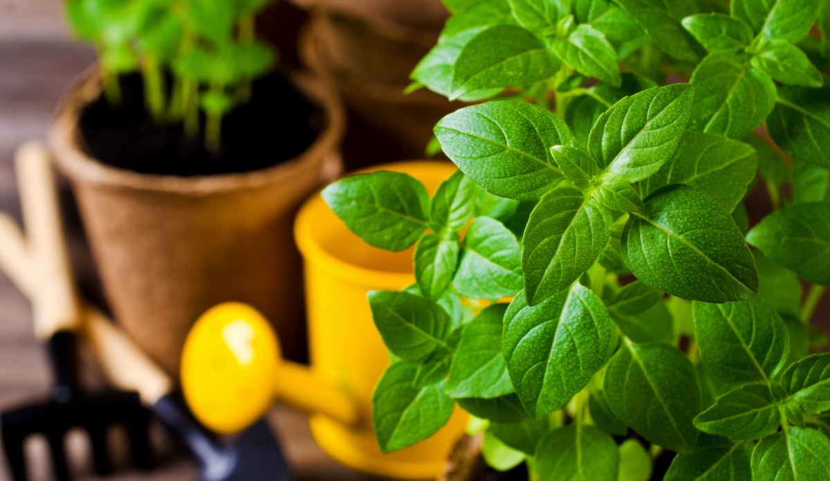 Como plantar manjericão: aprenda dicas de cultivo - MF Magazine