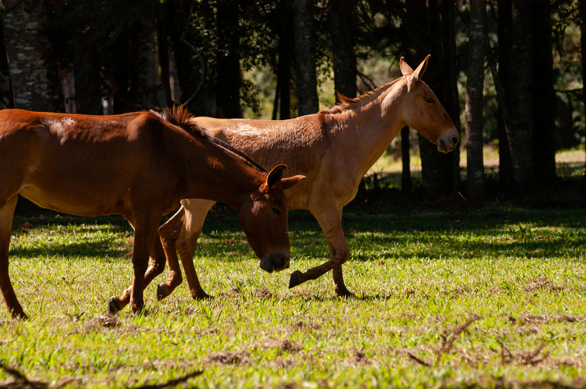 A subjetividade da pesquisa do IBGE com equinos - MF Magazine