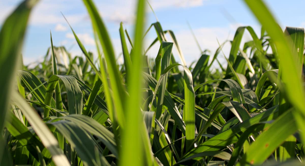 Conheça as principais espécies de brachiaria - MF Magazine