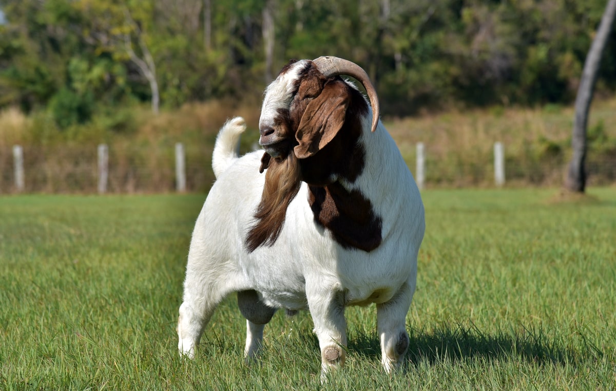Caprinos Boer: conheça 10 qualidades importantes - MF Magazine