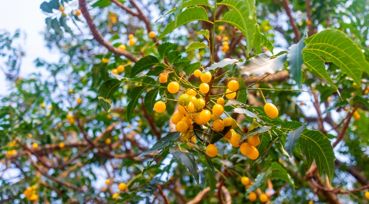 Neem: aplicações, características, plantio e cultivo