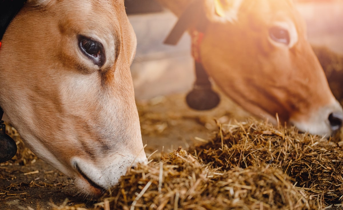 Boas práticas na alimentação do gado - MF Magazine