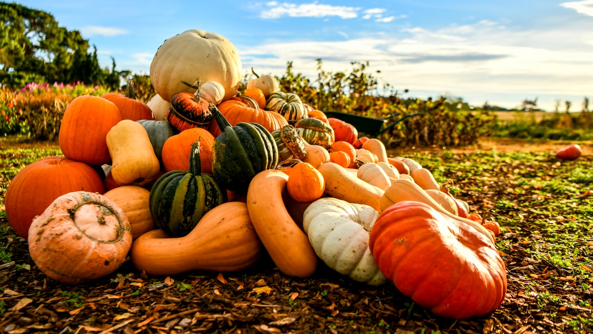 Tipos de abóboras e seus benefícios