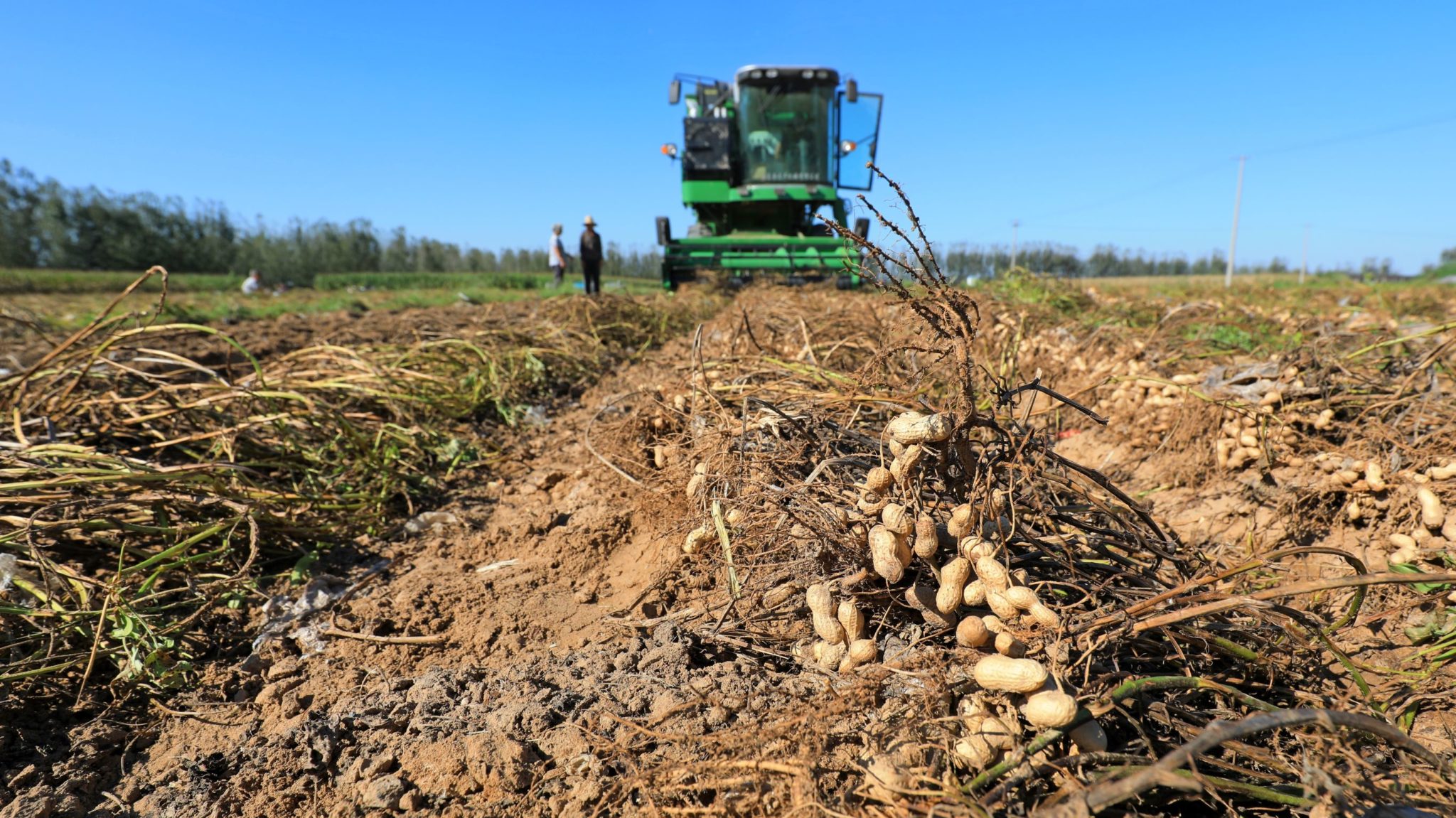 Colheita mecanizada do amendoim