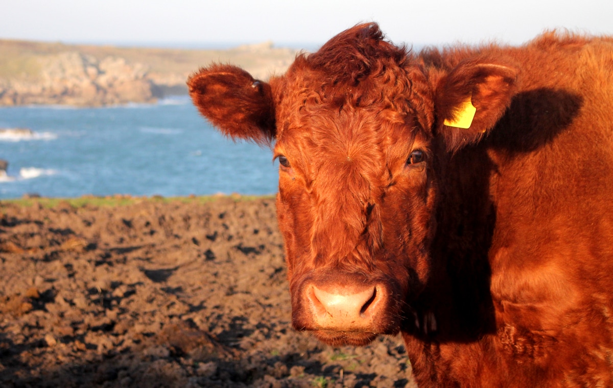 Raça de gado Devon é destaque