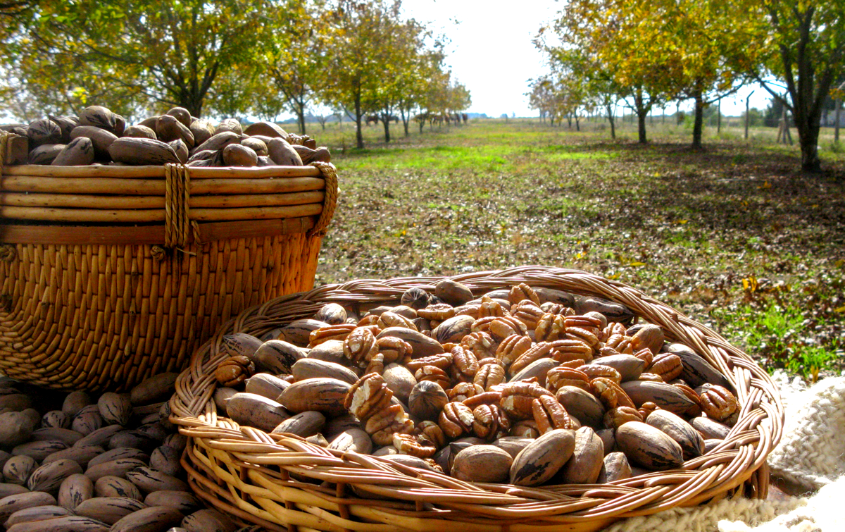 Nogueira pecã: características e condições de cultivo - MF Magazine