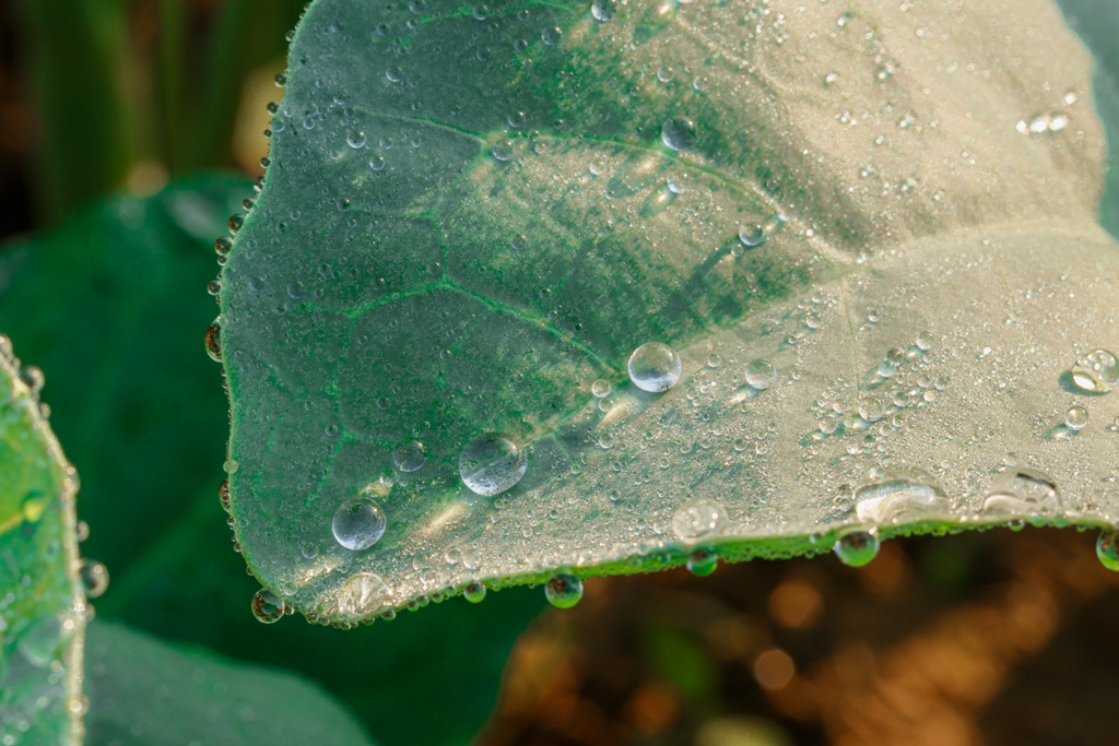 Adubação foliar: o que é, vantagens e desvantagens e como realizá-la