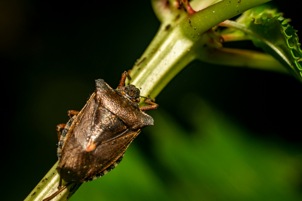 Percevejos: conheça as principais espécies e aprenda a fazer o controle