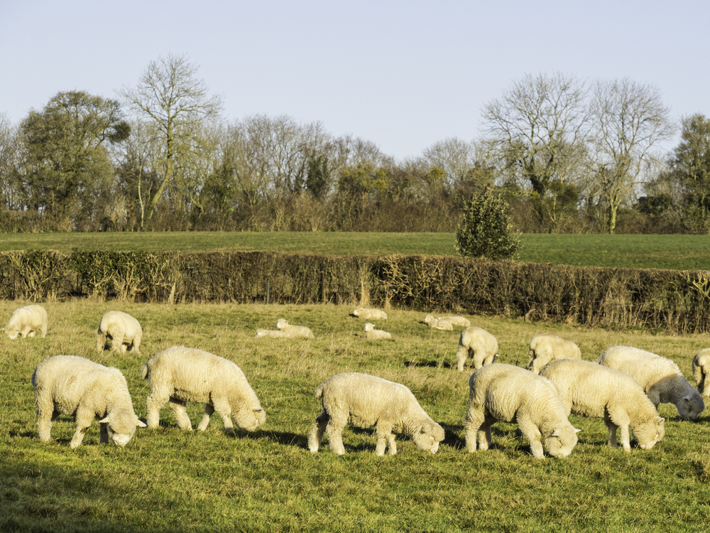 Ovinos Poll Dorset: conheça a raça com a melhor carne do mundo