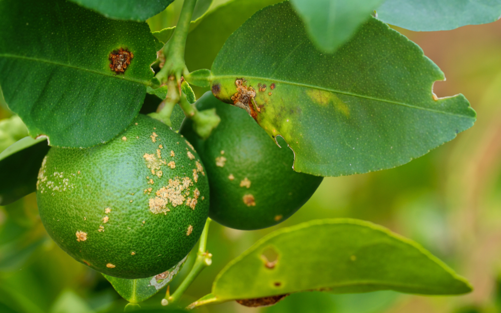 Leprose do citros: quais cuidados adotar